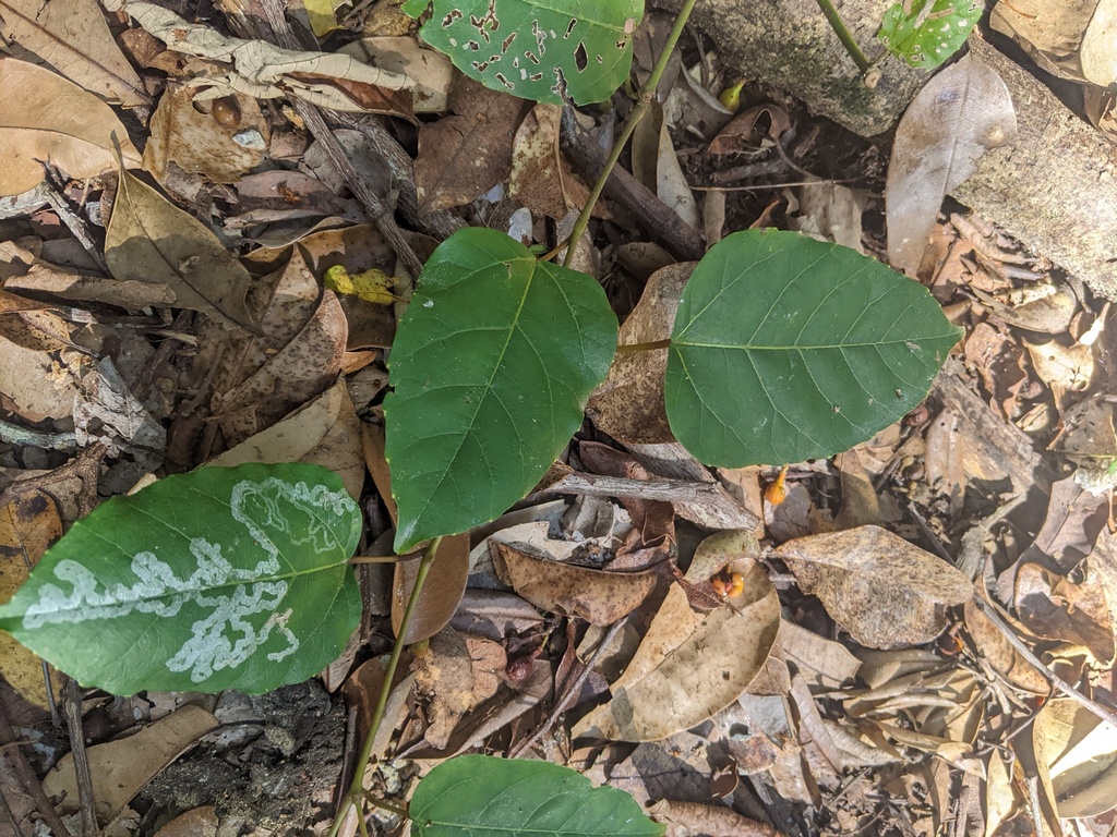 Kangaroo Vine from Iluka NSW 2466, Australia on September 27, 2022 at ...