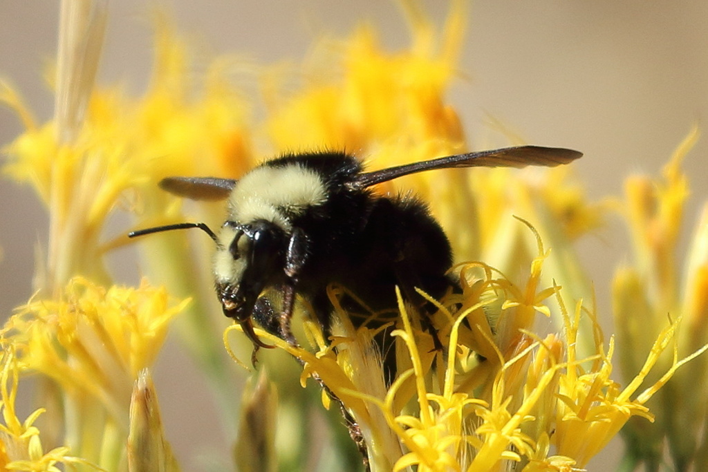 Van Dyke's Bumble Bee from Angeles National Forest, Pearblossom, CA, US ...