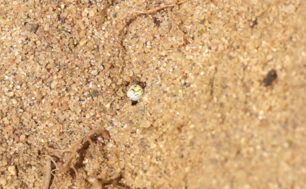 All-pale Perdita from Cottage Grove, MN, USA on August 02, 2018 by Zach ...