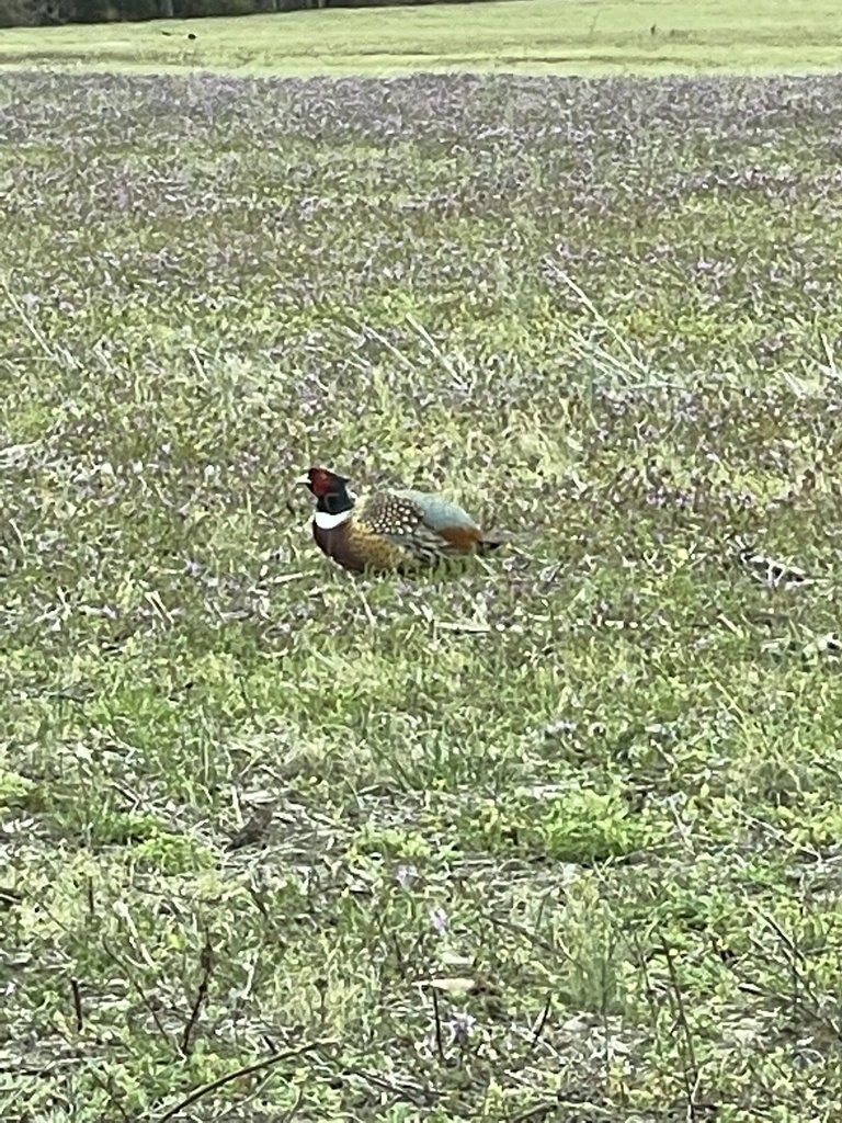 Ring-necked Pheasant from Winnabow, NC, US on September 30, 2022 at 03: ...
