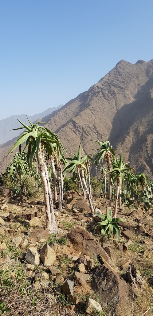 Arabian Tree Aloe from 63479, Saudi Arabia on July 27, 2018 at 07:49 AM ...