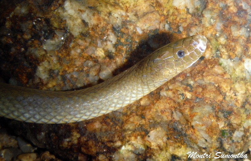 Smith's Mountain Keelback from Sap Poep, Wang Pong District, Phetchabun ...