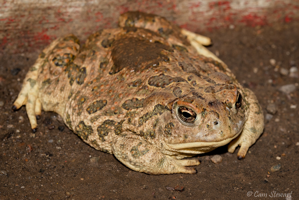 Great Plains Toad in September 2022 by Cam Stewart · iNaturalist