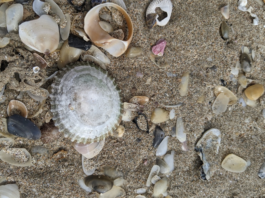 Variegated limpet from Iluka NSW 2466, Australia on September 27, 2022 ...