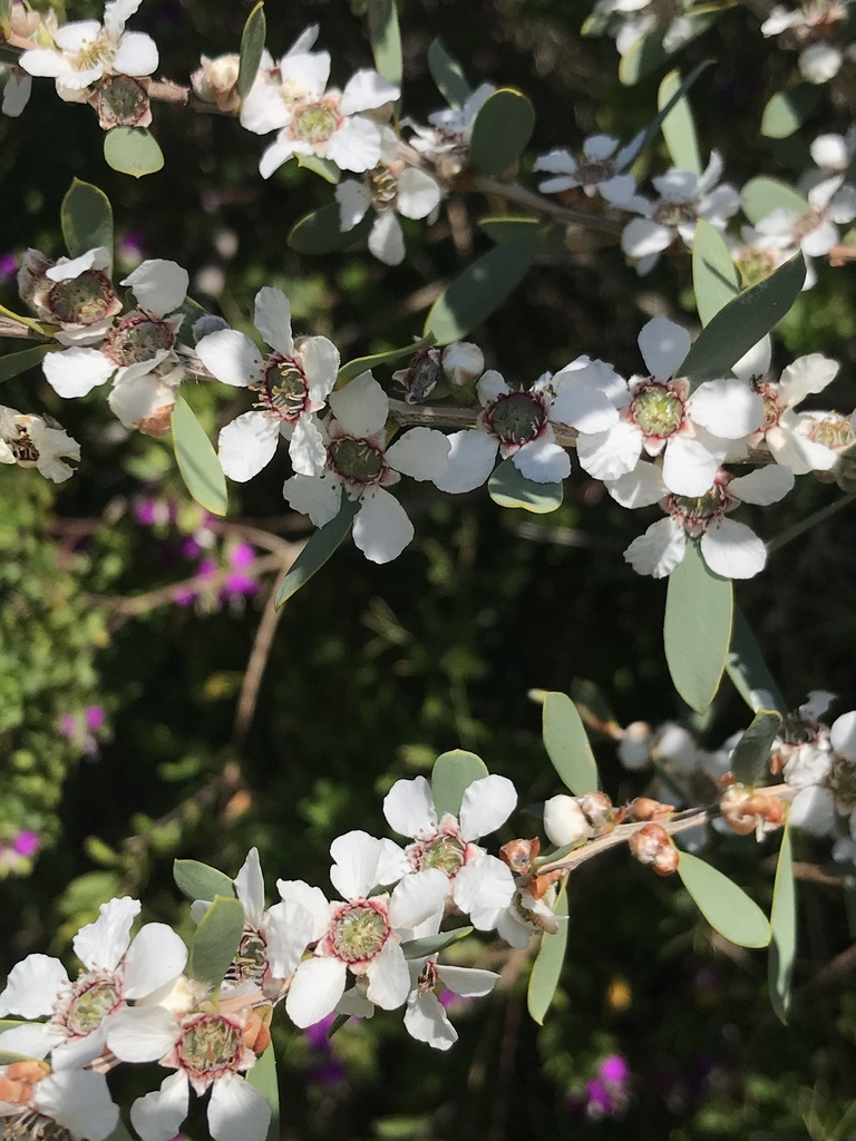 Australian Tea Tree from Sturio Pde, Mount Eliza, VIC, AU on October 03 ...