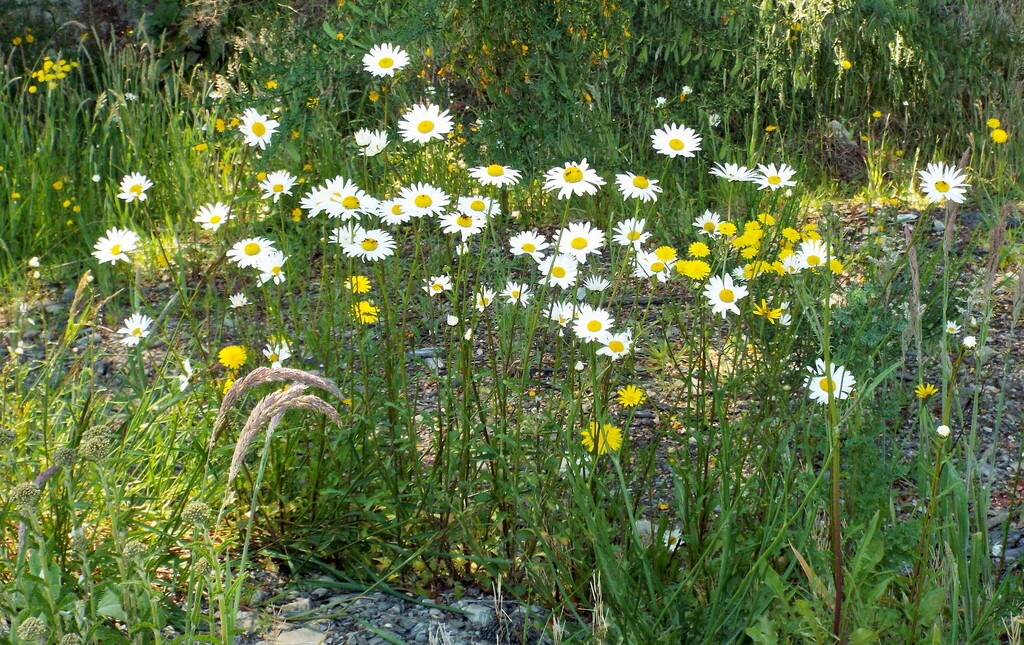 oxeye daisy from Queenstown 9300, New Zealand on December 31, 2015 at ...