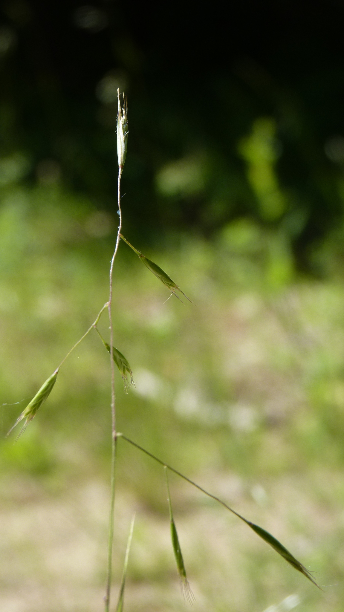 Danthonia compressa Austin