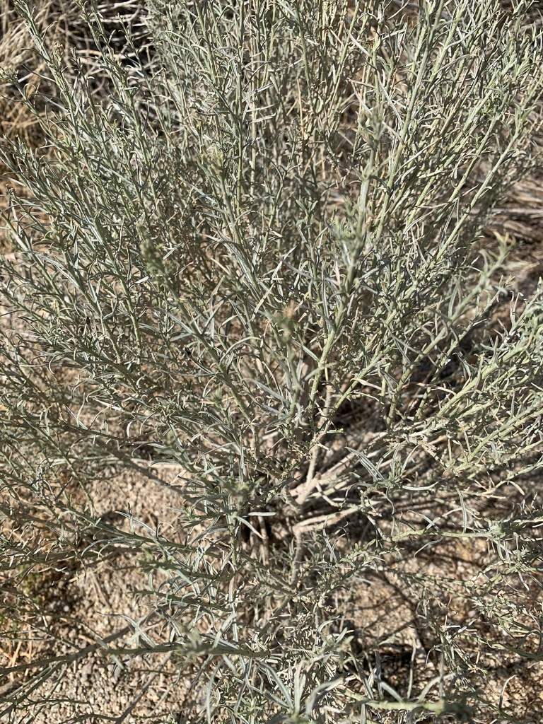 Rubber Rabbitbrush from Cibola National Forest, Albuquerque, NM, US on ...