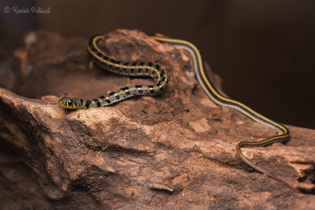 Buff Striped Keelback from Indore on October 3, 2022 by kavishpaliwal ...