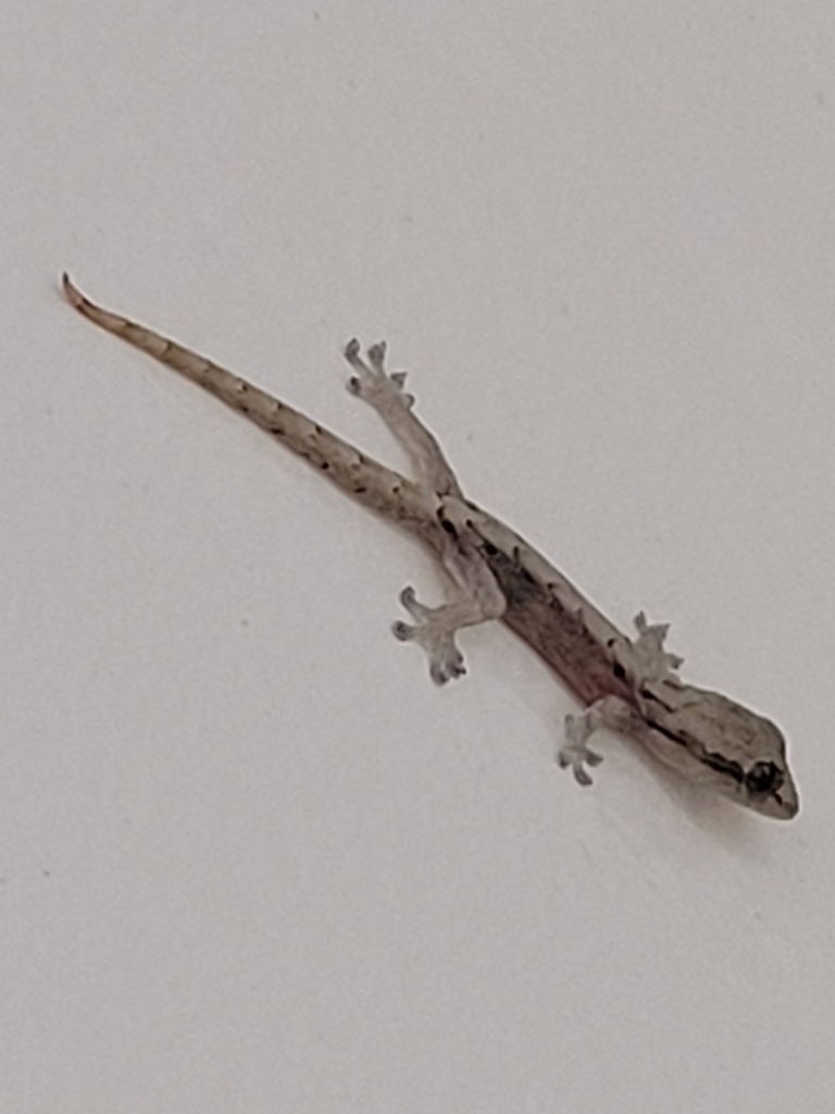 Mourning Gecko from Vaoala, Apia, Samoa on October 03, 2022 at 06:01 PM ...