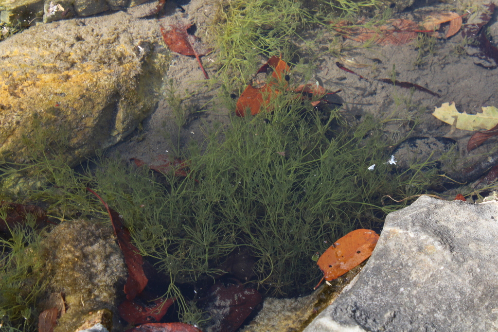 common stonewort from Monterrey, N.L., México on March 19, 2022 at 09: ...