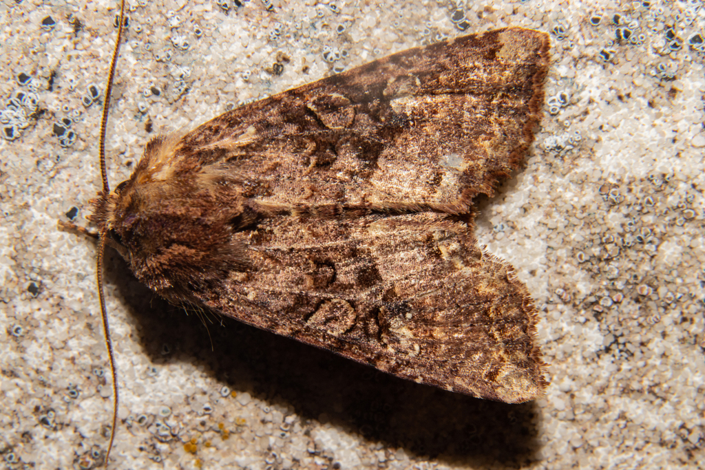 Meterana dotata from Clutha District, Otago, New Zealand on October 1 ...