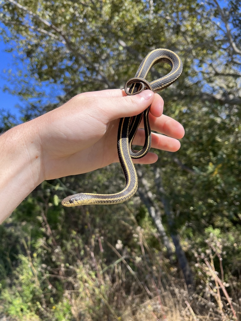 Coast Garter Snake from Harmony Headlands State Park, Cambria, CA, US ...