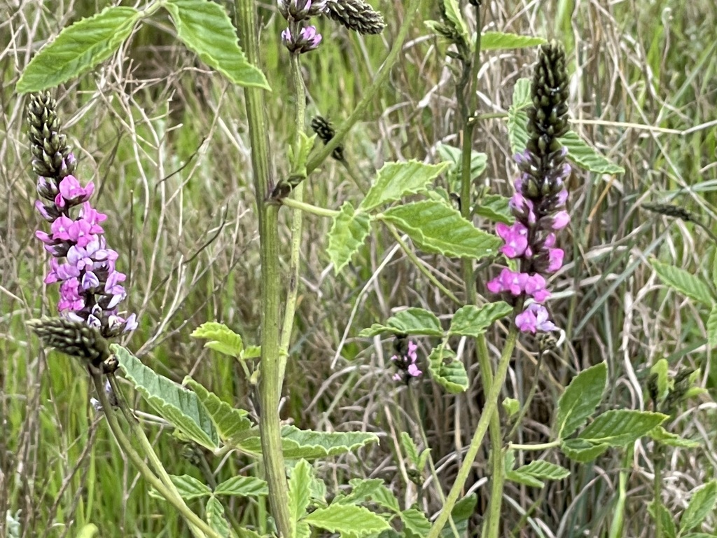 native scurf-pea from Adelaide SA, Australia on October 3, 2022 at 08: ...