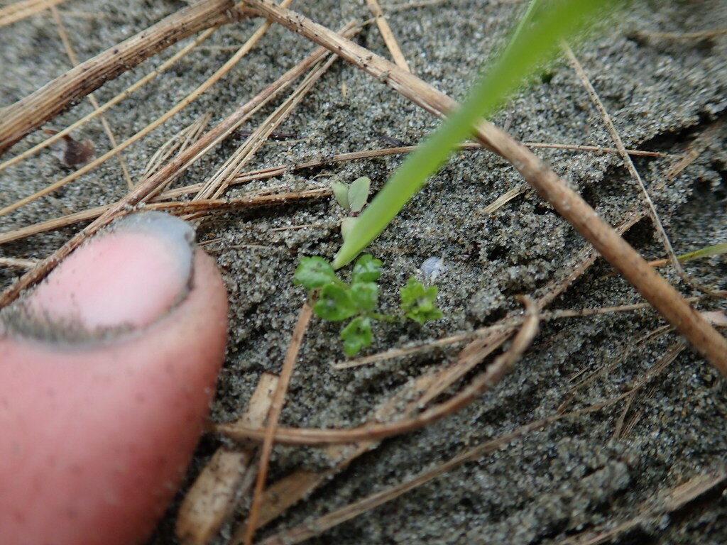 Biddy-biddy from Foxton Beach, New Zealand on October 02, 2022 at 07:20 ...
