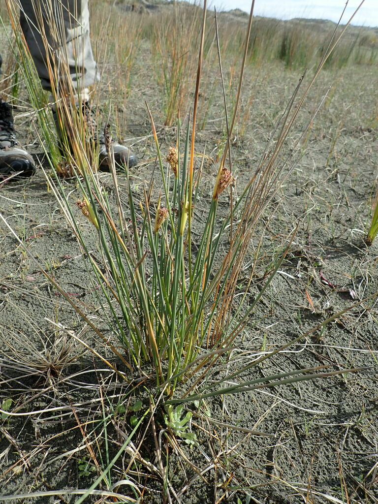 spiny rush from Foxton Beach, New Zealand on October 02, 2022 at 08:53 ...