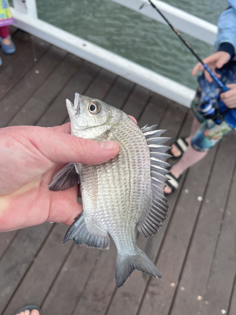 Pikey Bream from Hervey Bay, Toogoom, QLD, AU on October 03, 2022 at 01 ...