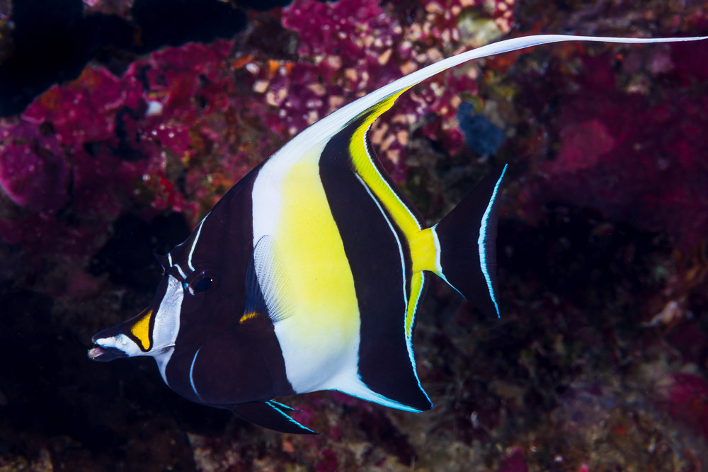 Moorish Idol (Marine Fishes of the Gulf of California ) · iNaturalist