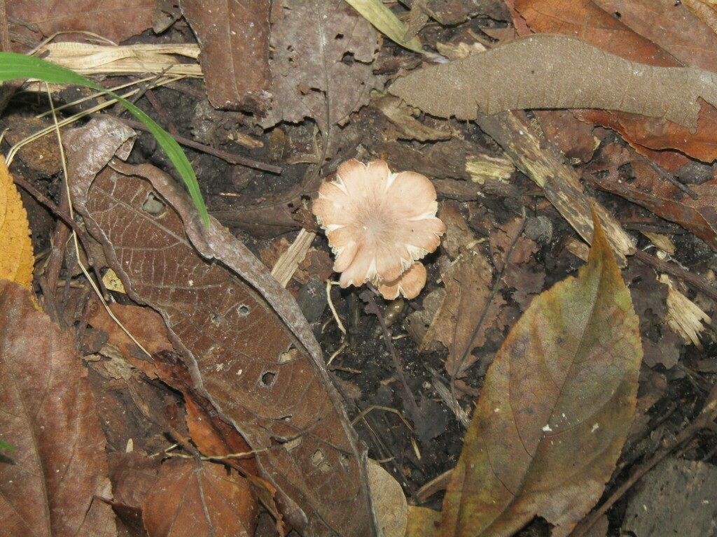 Cotylidia diaphana from Poty, Paulista - PE, Brazil on September 11 ...