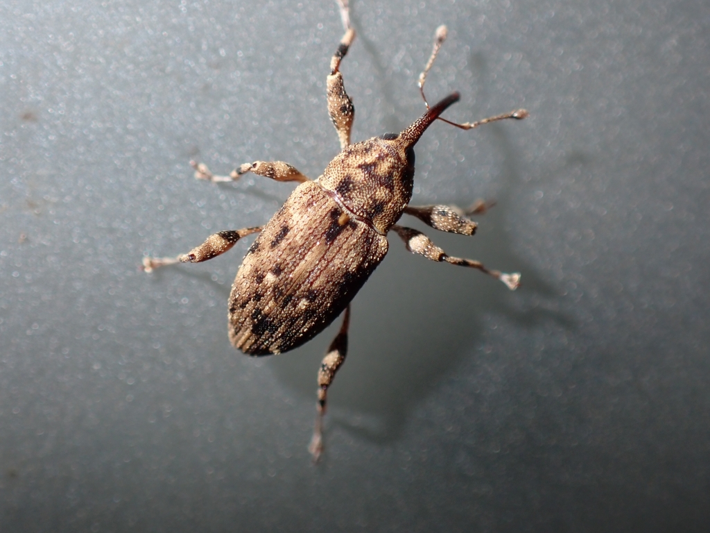 Acicnemis from B.P. 12, Lowanatom, Vanuatu on October 03, 2022 at 05:11 ...