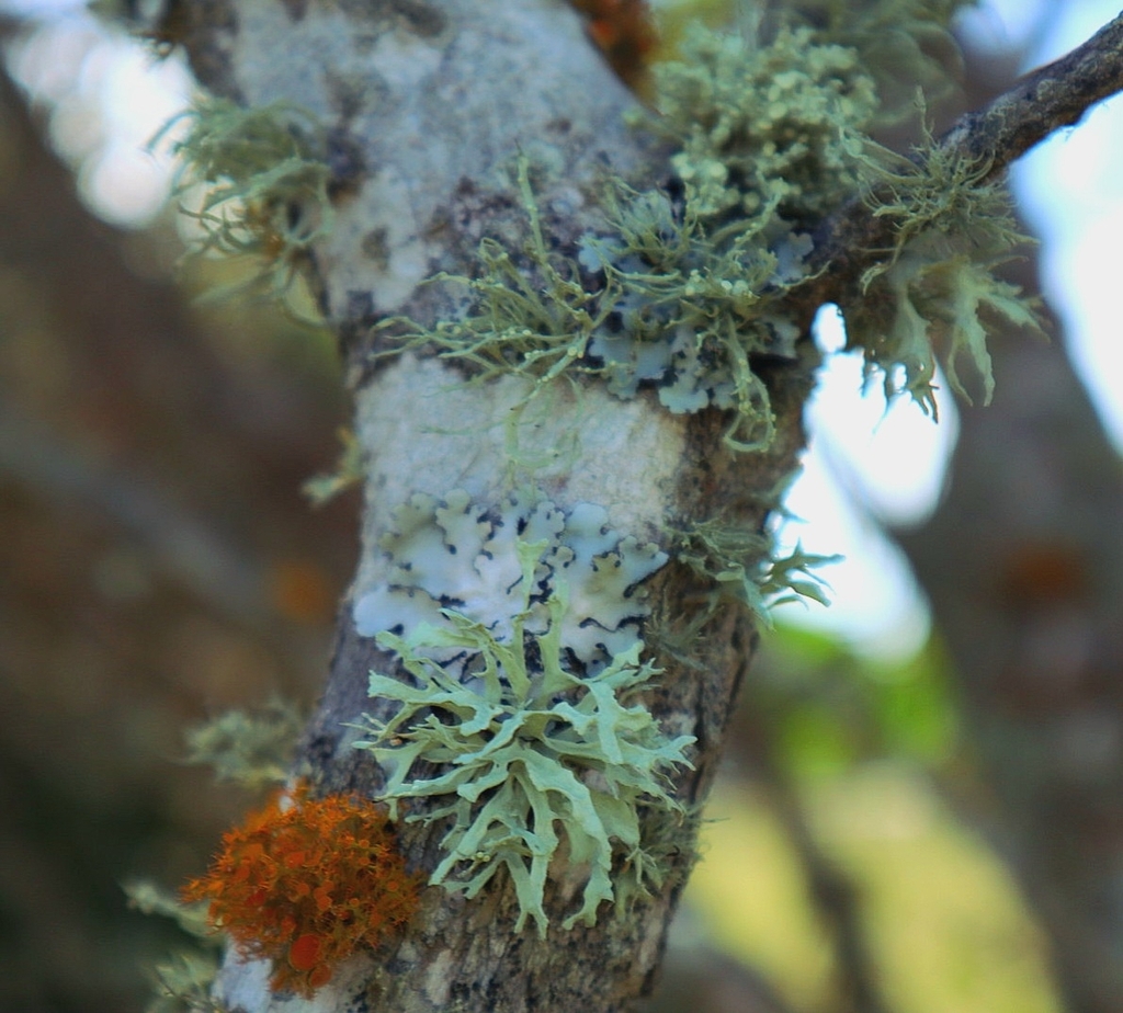 cartilage lichen from Wilderness, South Africa on October 3, 2022 at 09 ...