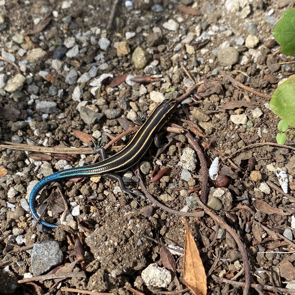 Japanese five-lined skink from 南元町, 新宿区, 東京都, JP on October 03, 2022 at ...