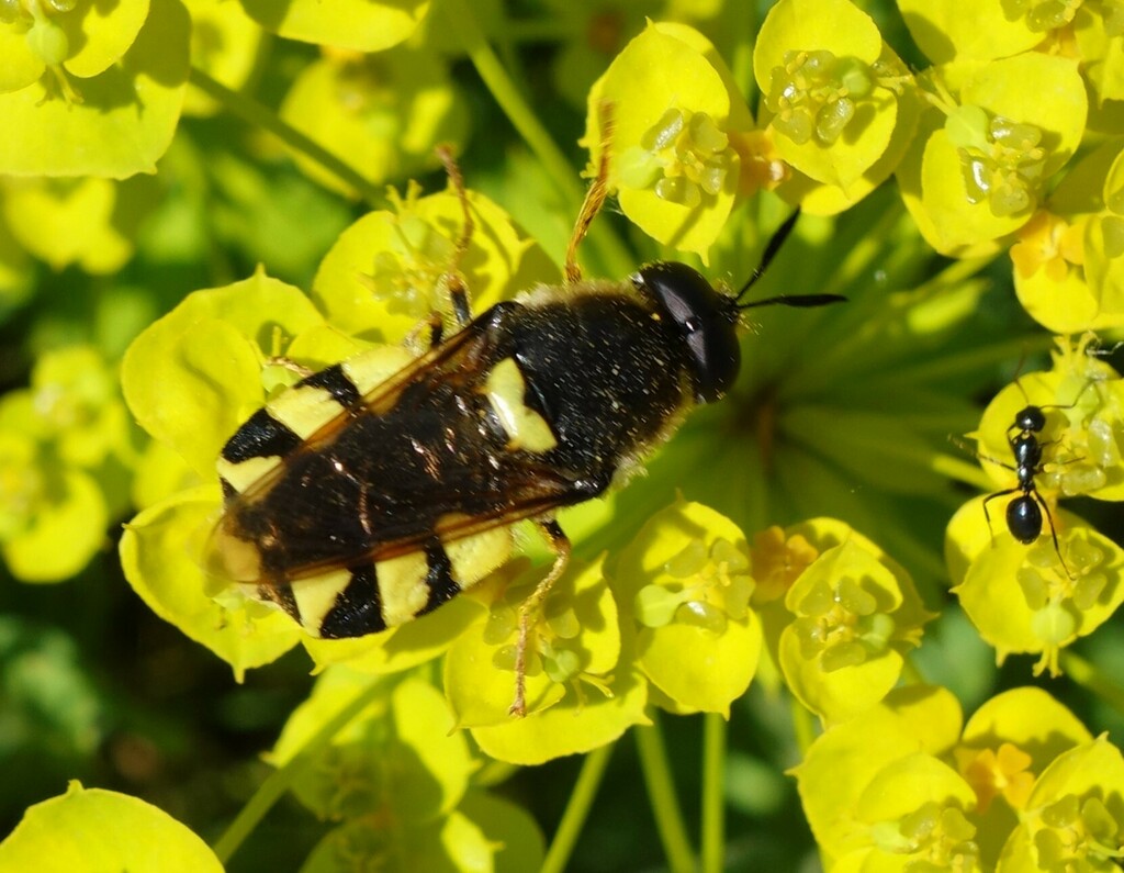 Stratiomys from Burgas Municipality, Bulgaria on May 19, 2019 at 09:40 ...
