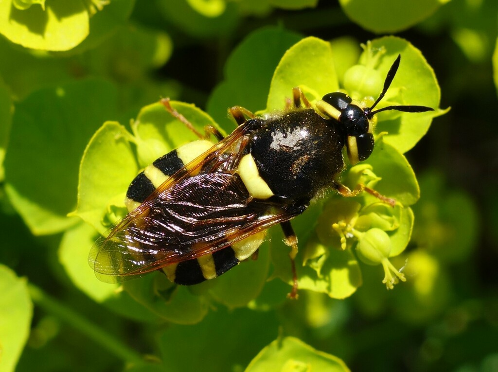 Stratiomys from Burgas Municipality, Bulgaria on May 22, 2019 at 09:13 ...