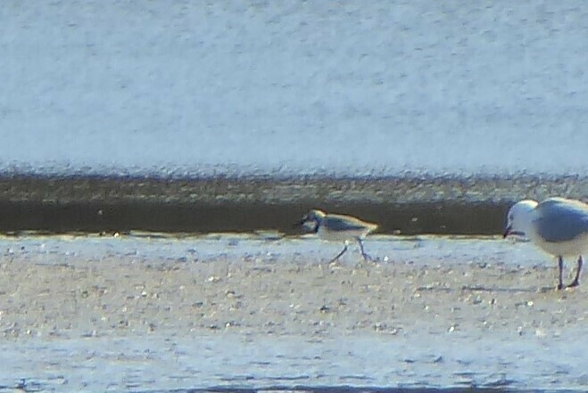 Wrybill from Waikouaiti, New Zealand on September 4, 2022 at 11:05 AM ...