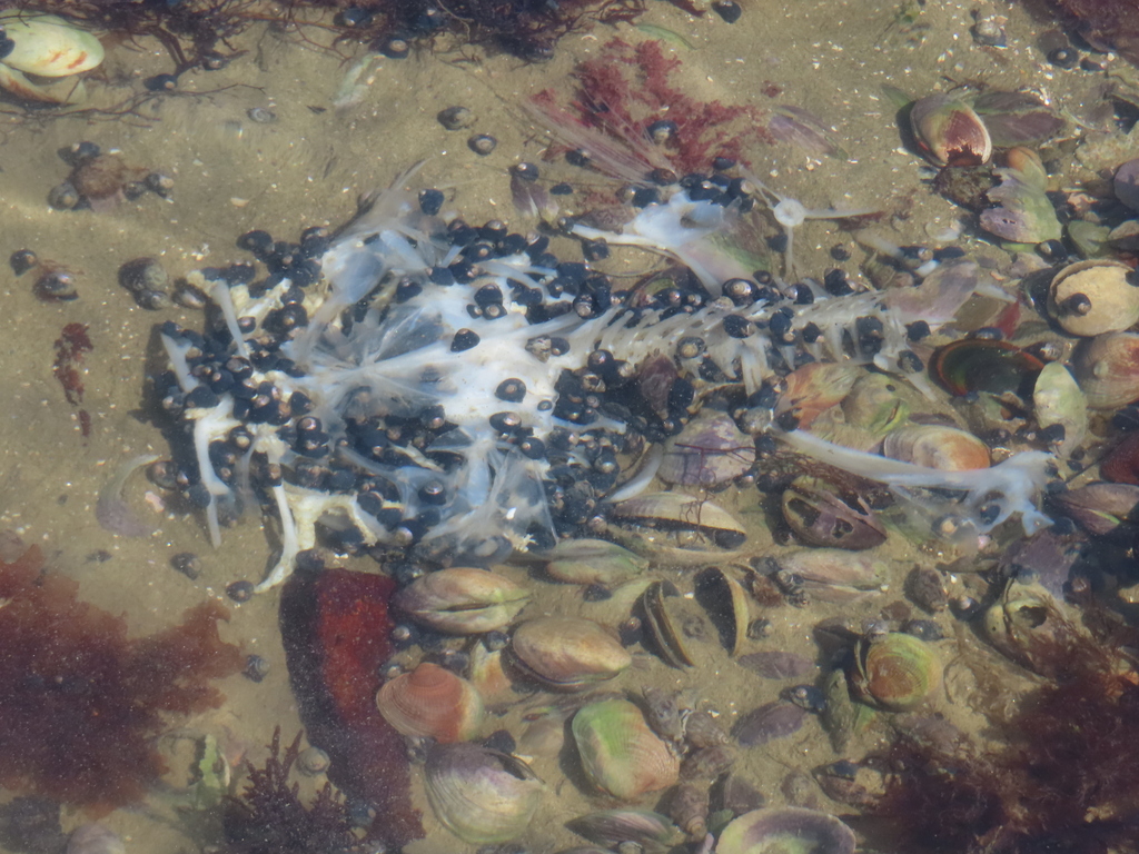 New Zealand Monkfish from Southland, New Zealand on October 01, 2022 at ...