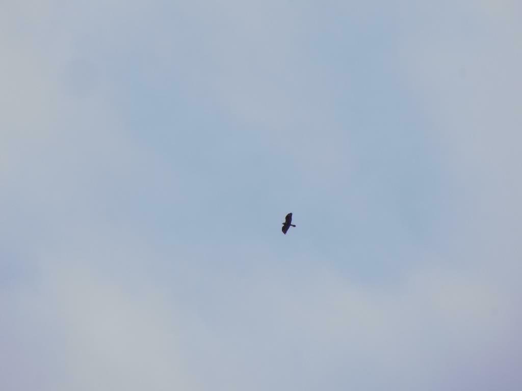 Rough-legged Hawk from Kungursky District, Perm Krai, Russia on October ...