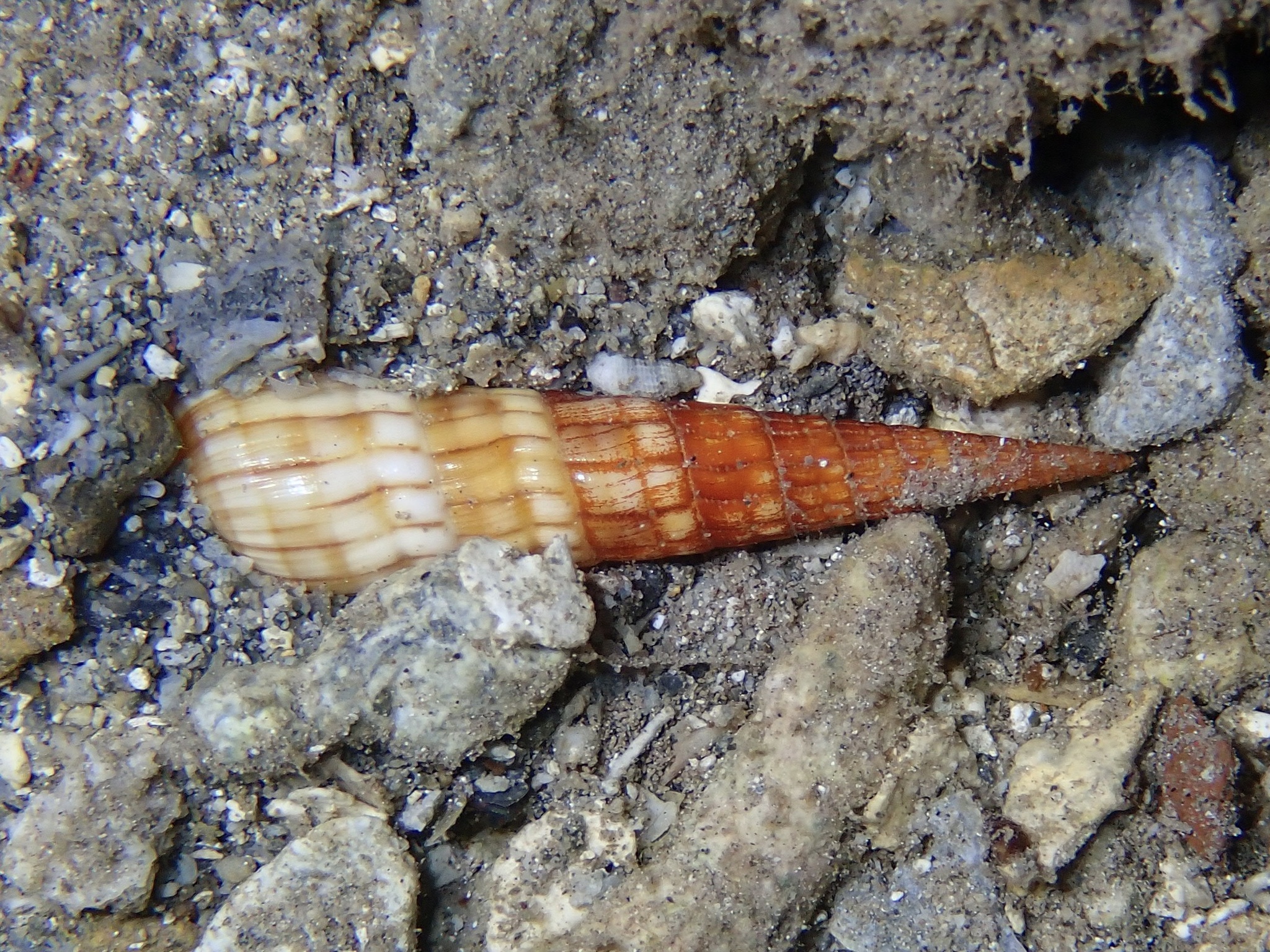 Myurella affinis (Gray, 1834)
