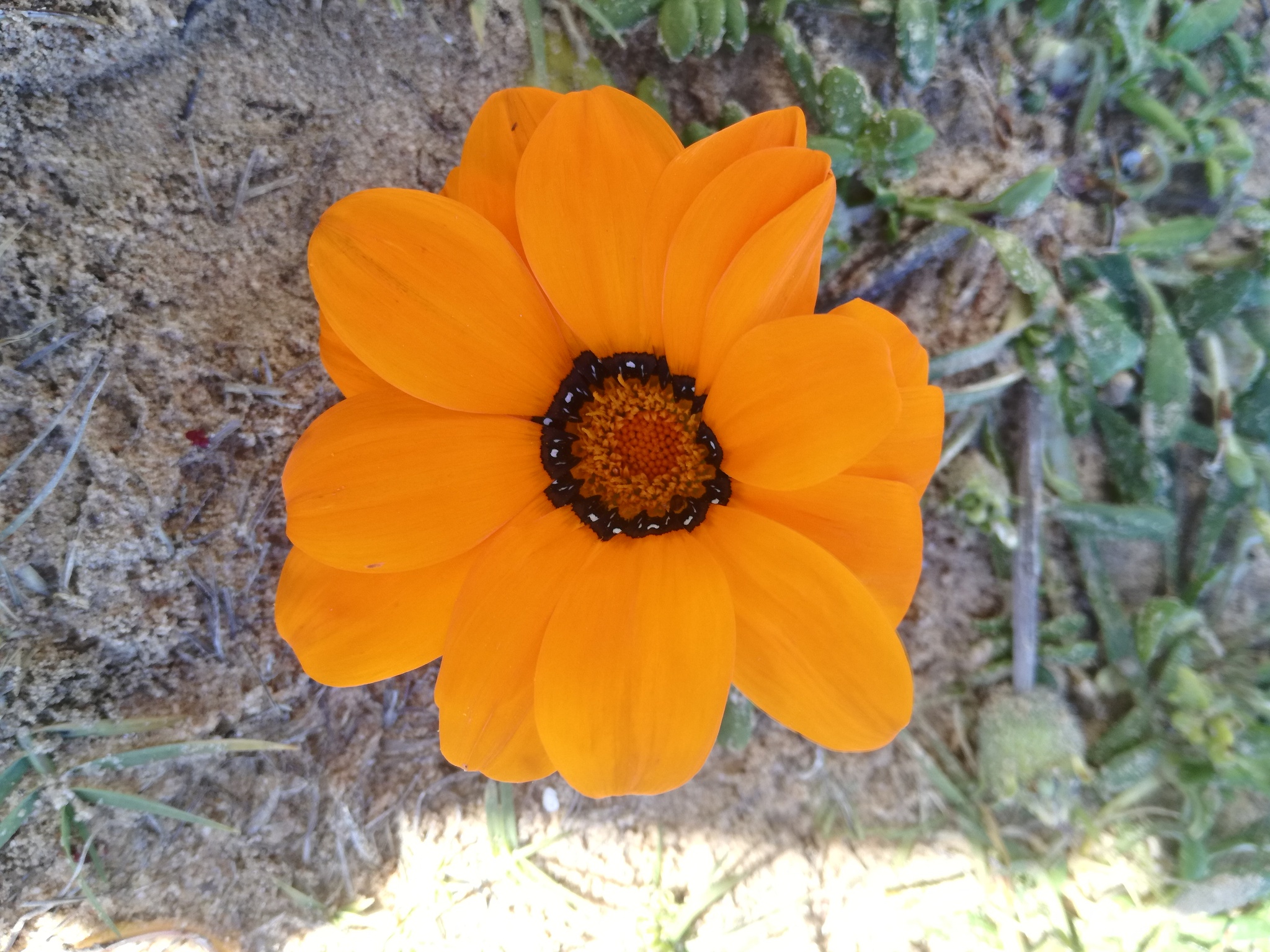 Gazania pectinata (Thunb.) Hartw.
