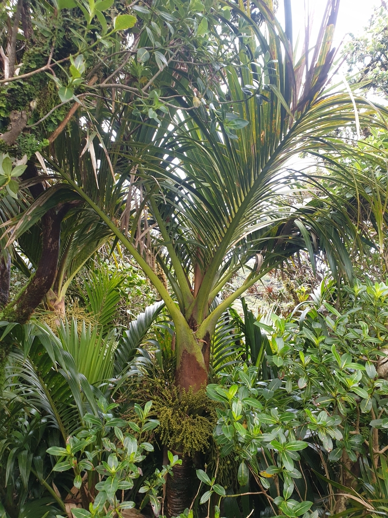 Little Mountain Palm from Lord Howe Island NSW 2898, Australia on ...