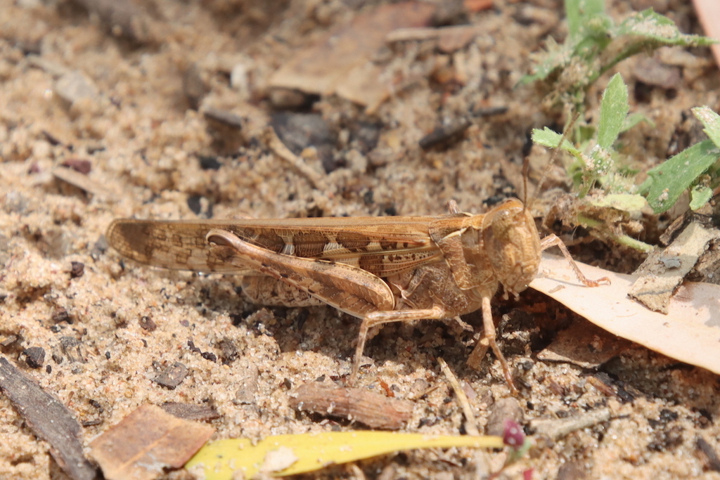 Australian Plague Locust from Opalton QLD 4735, Australia on September ...