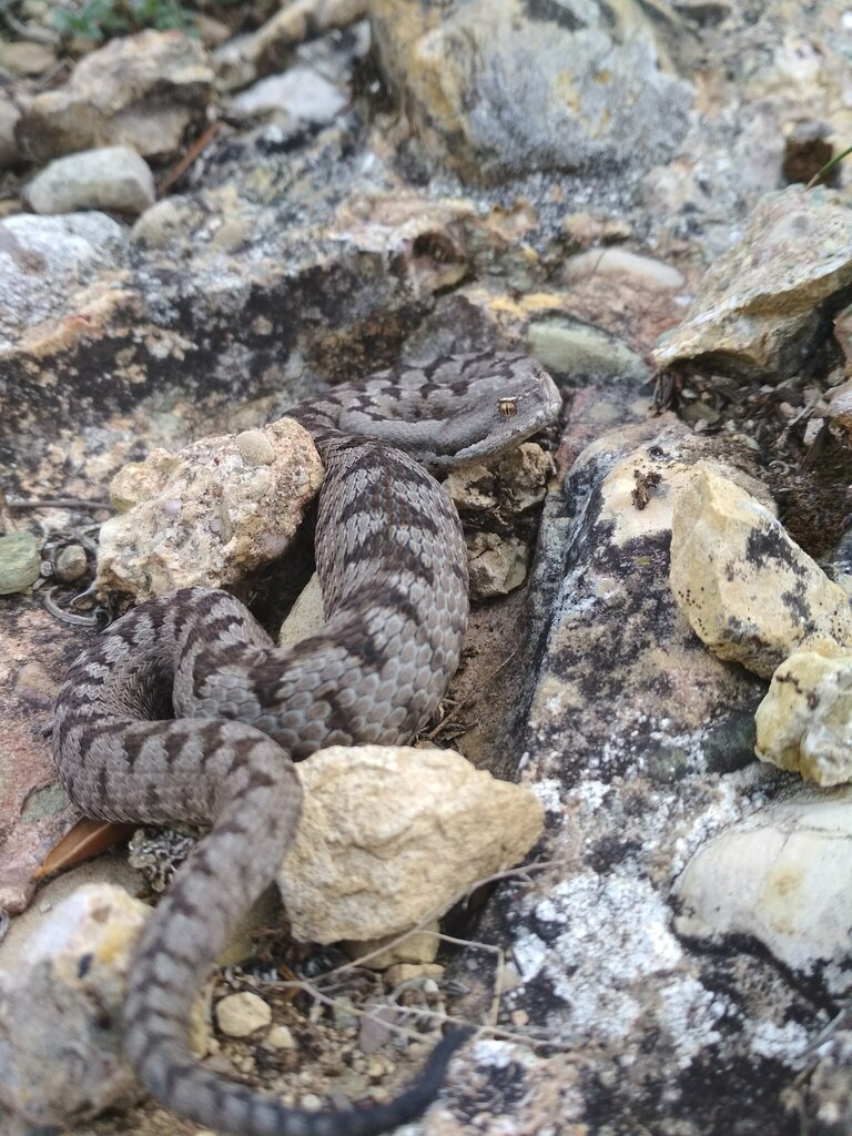 Lataste's Viper in September 2018 by bertogcliment · iNaturalist