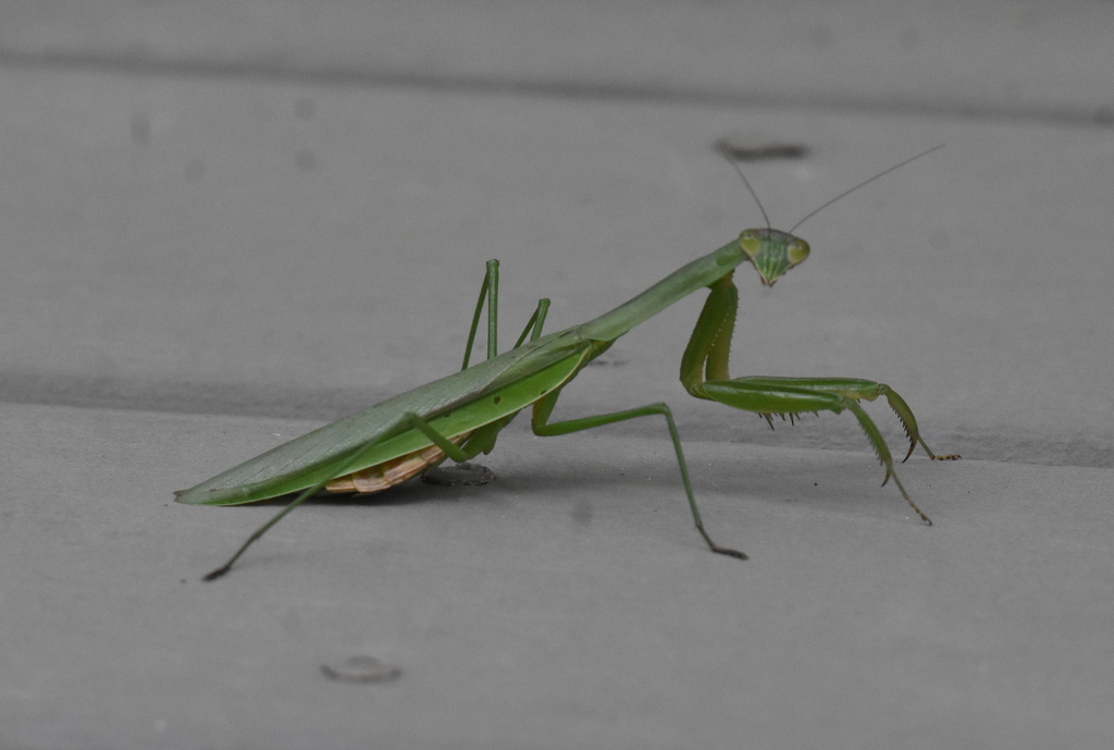 Chinese Mantis from Signal Mountain, TN 37377, USA on October 2, 2022 ...