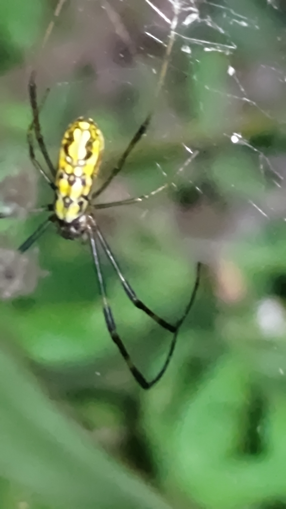 Joro Spider from 557台灣南投縣竹山鎮大鞍里 on October 3, 2022 at 08:11 PM by 歐陽秀華 ...