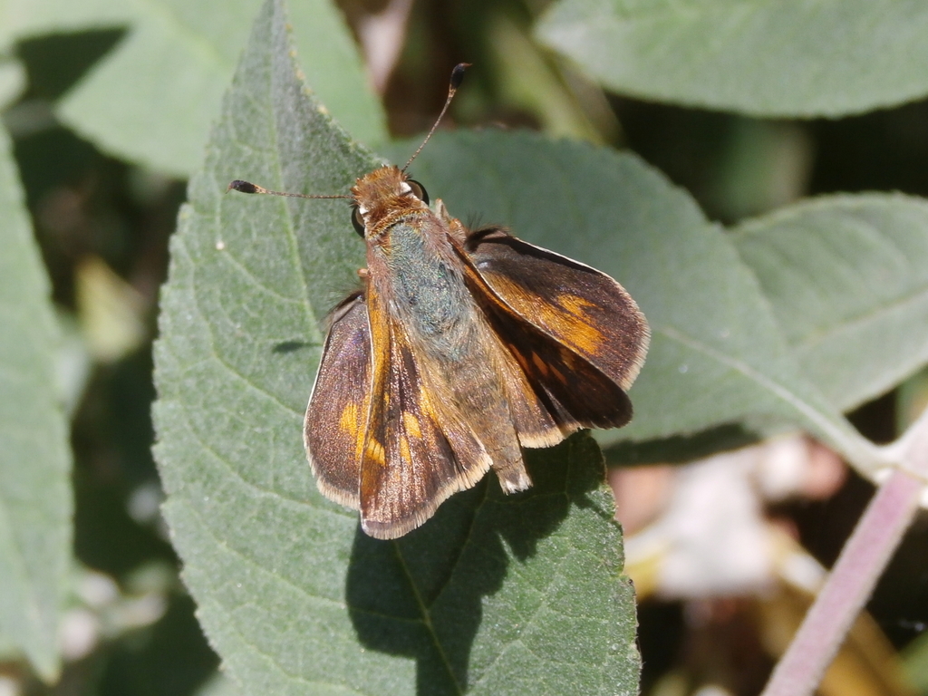 Umber Skipper from brea on September 5, 2015 by emilyd47 · iNaturalist