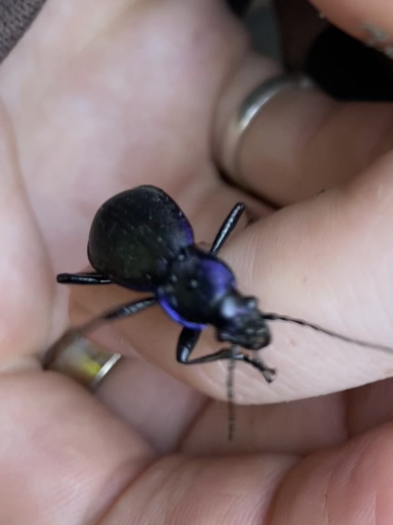 Rough Violet Ground Beetle from High Weald Area of Outstanding Natural ...