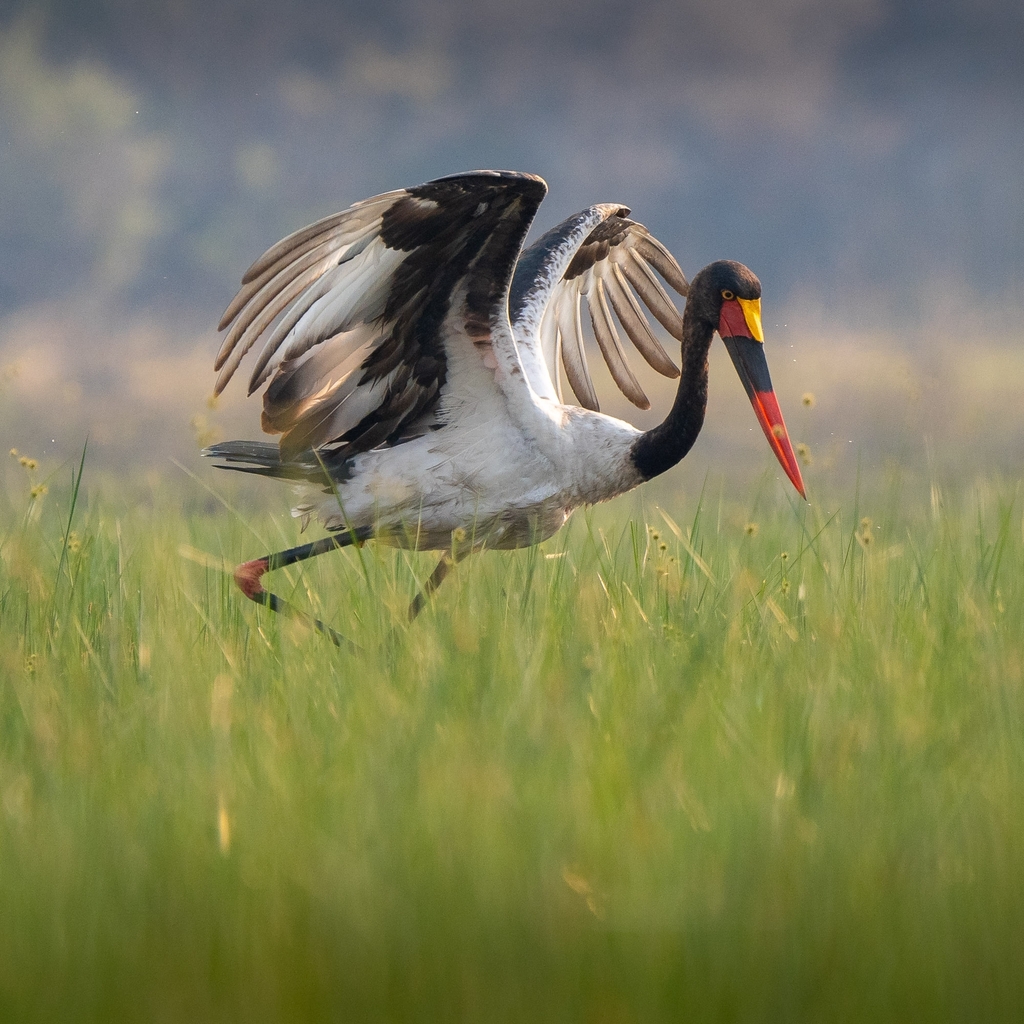 Saddle-billed Stork from Namibia on September 29, 2022 at 03:19 PM by ...