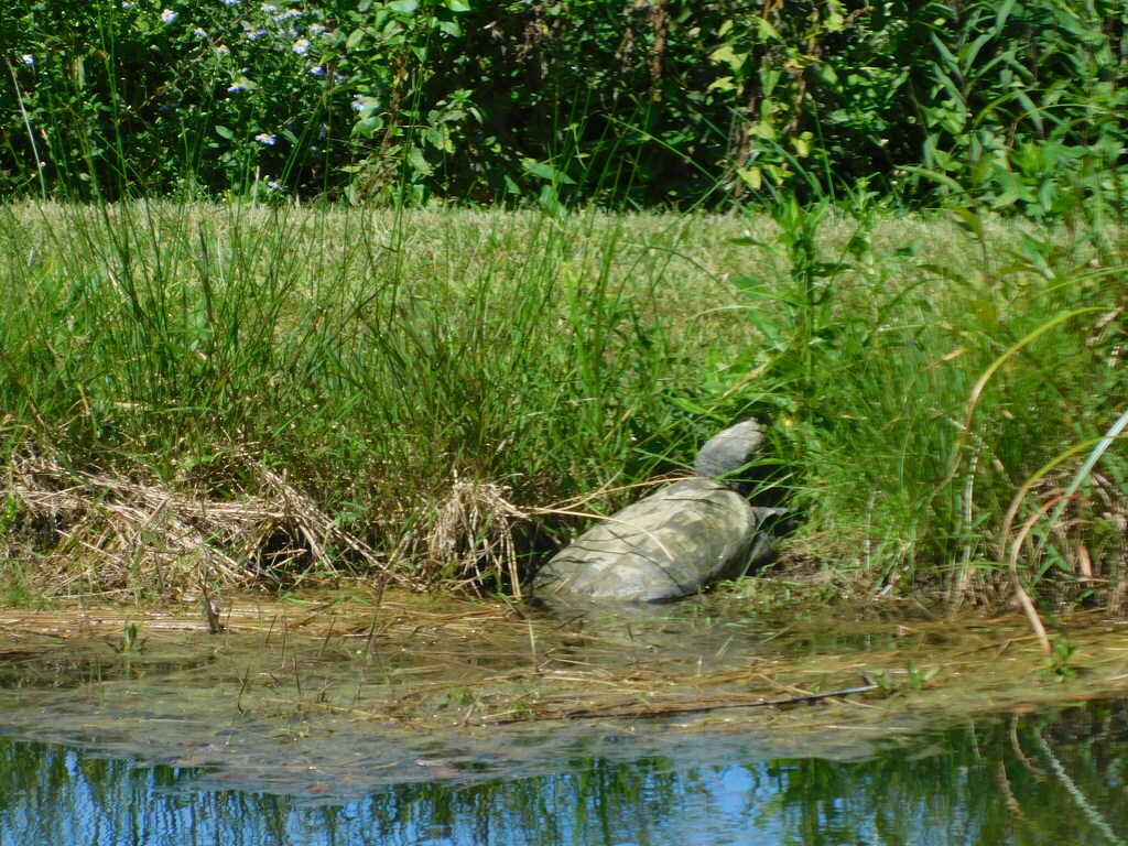 Common Snapping Turtle from Ashe County, NC, USA on September 13, 2022 ...