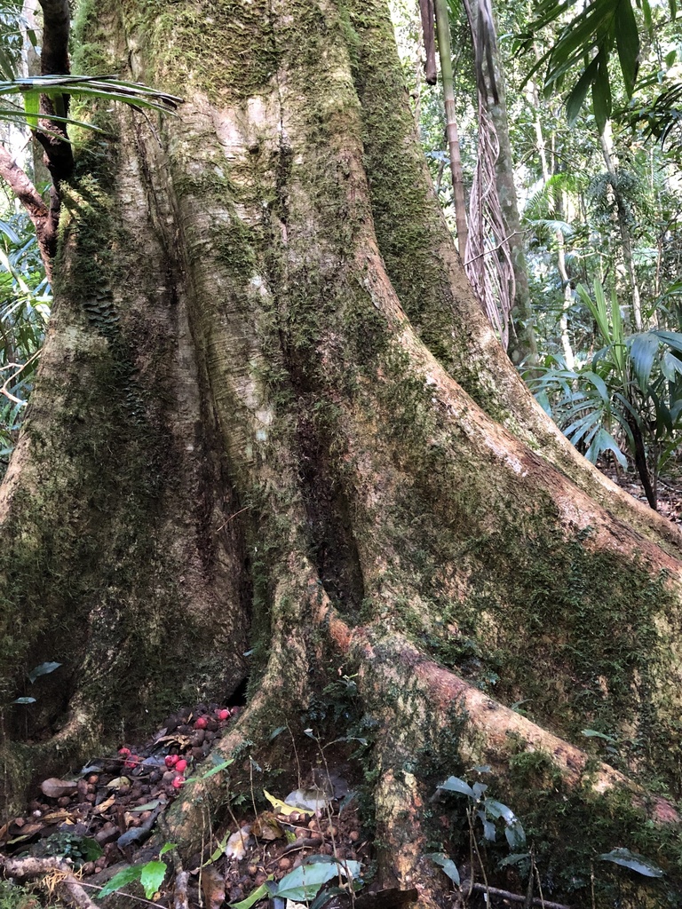 southern satinash from Nightcap National Park, Whian Whian, NSW, AU on ...