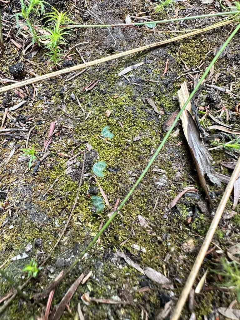 Corybas abditus in October 2022 by ryanjc. Growing in peat · iNaturalist