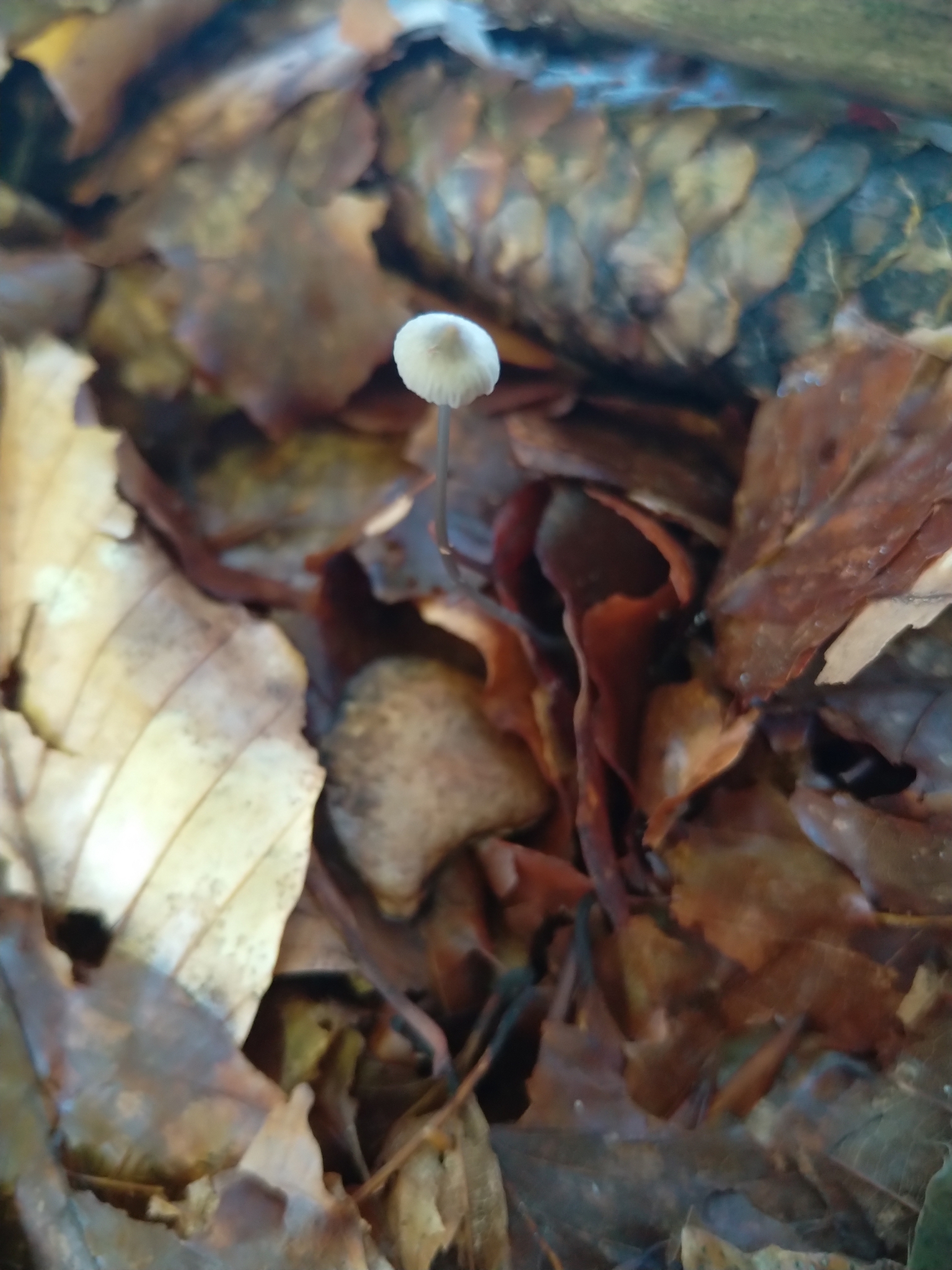 Mycena filopes (Bull.) P.Kumm.