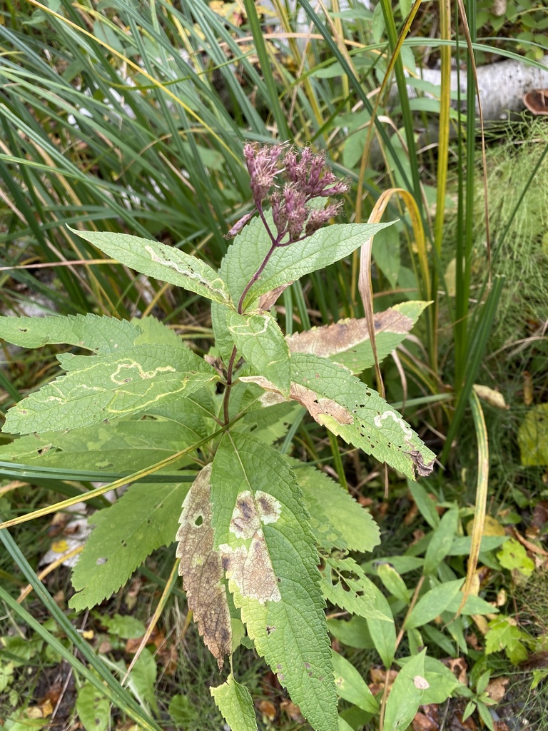 spotted Joe-Pye weed from Eveleth, MN, US on October 02, 2022 at 02:44 ...