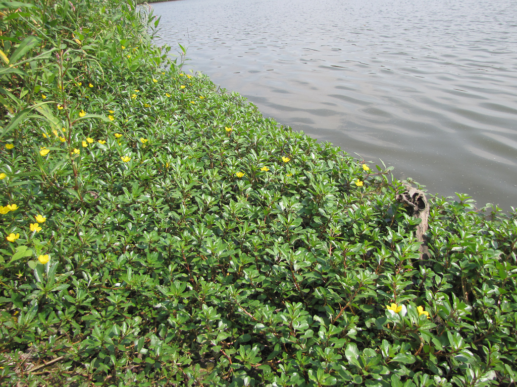 Floating Primrose-Willow (Invasive Plants of Maryland) · iNaturalist