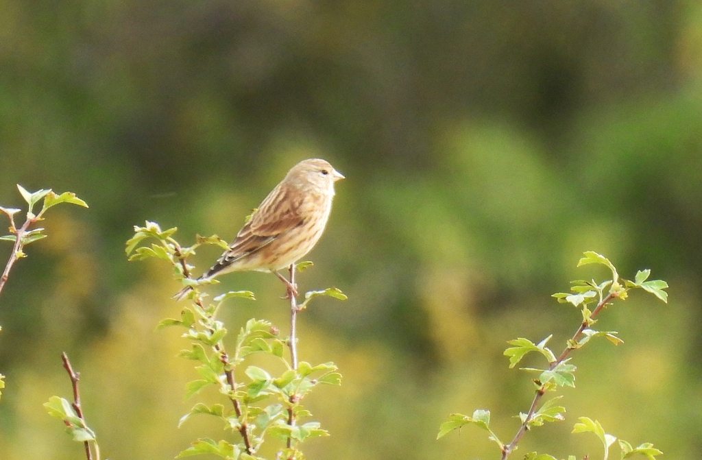 Eurasian Linnet from Gloucestershire, UK on October 03, 2022 at 12:51 ...