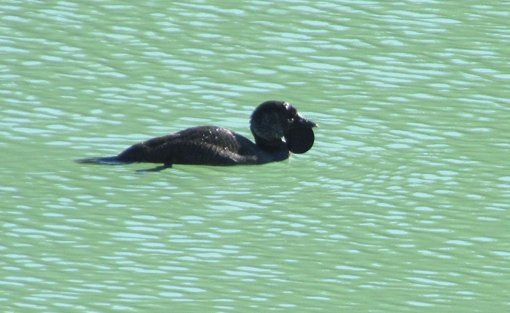 Musk Duck in August 2018 by QuestaGame. Sighting and photos (c) janr ...