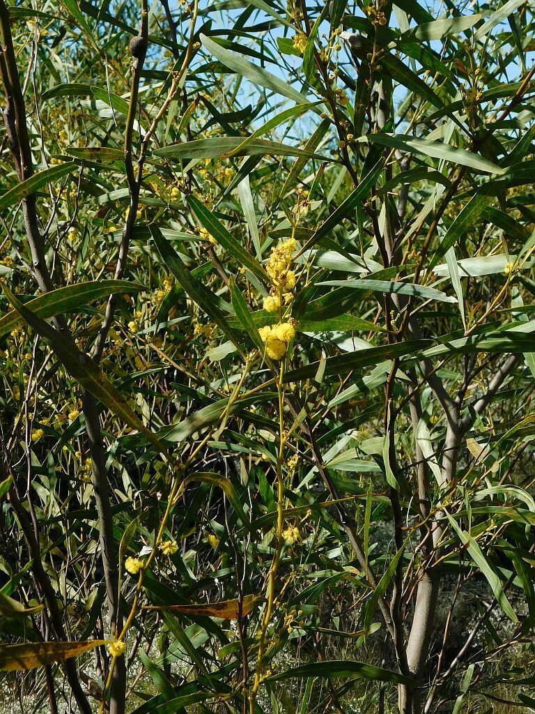 golden wreath wattle from Sandpit Greyton, 7233, South Africa on ...